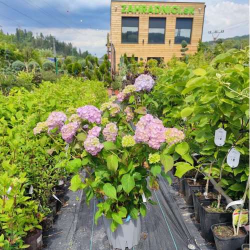 Hortenzia kalinolistá (Hydrangea macrophylla) ´BELA´ - zahradnici.sk