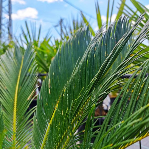 Cykas japónsky (cycas revoluta) - zahradnici.sk