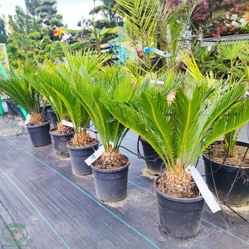 Cykas japónsky (cycas revoluta) - zahradnici.sk