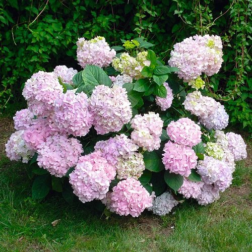 Hortenzia kalinolistá (Hydrangea macrophylla) ´OTAKSA´ - zahradnici.sk
