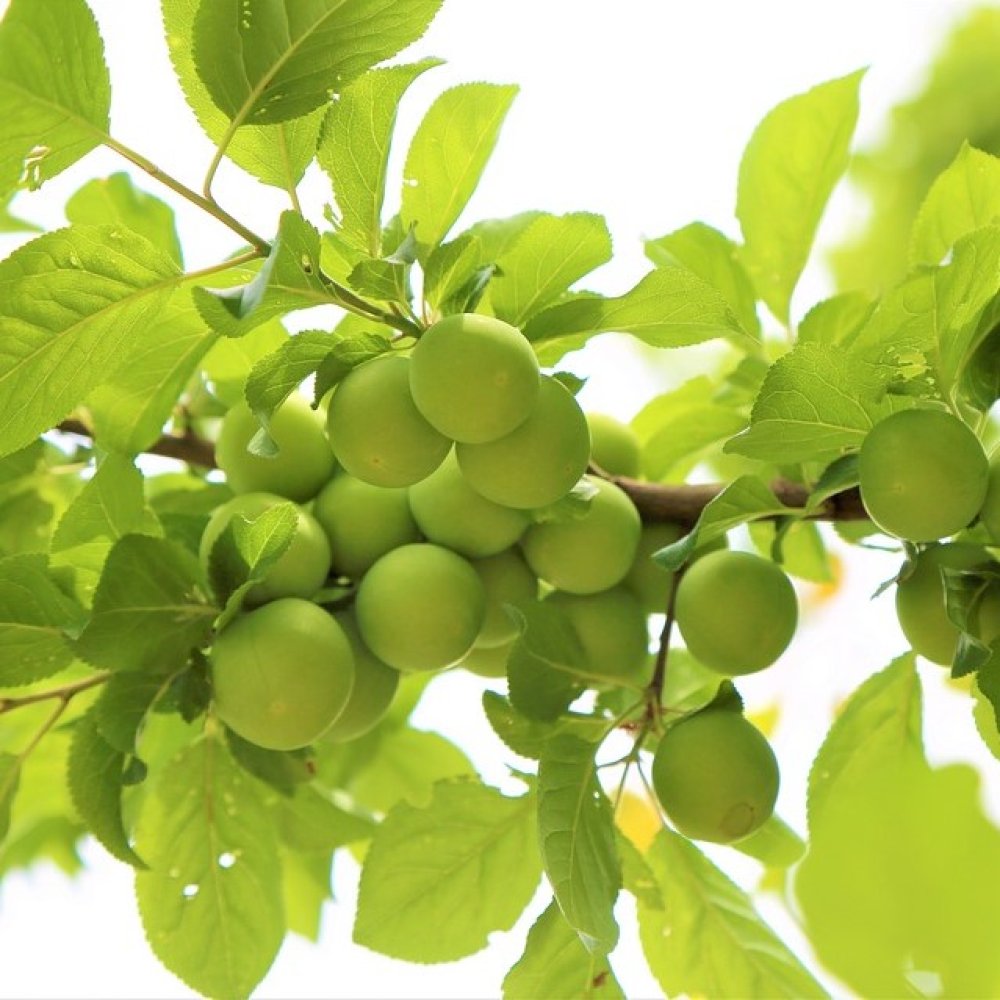 Ringlota (Prunus Domestica subsp. Italica) ´OULINSKÁ´ na kmienku