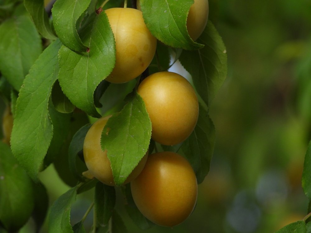 Ringlota ´REINE CLAUDE DOREE´ |180-200 cm| zahradnici.sk