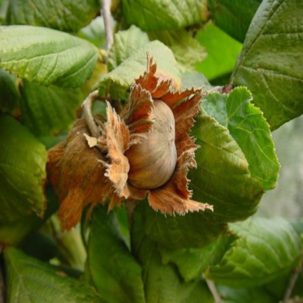 Lieska obyčajná (Corylus avellana) ´TONDA ROMANA´ - zahradnici.sk