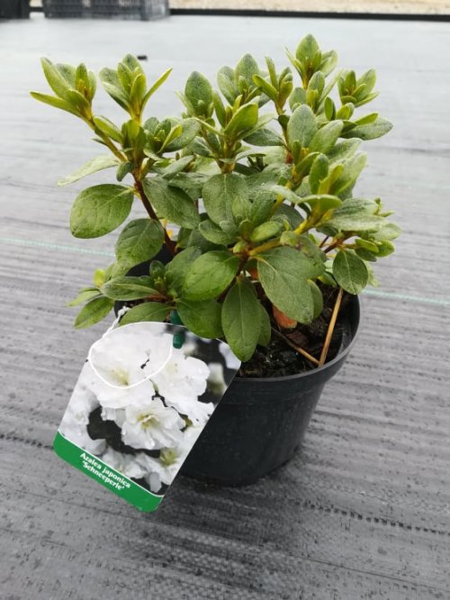 Azalka japonská ´SCHNEEPERLE´ - výška 20-30cm, kont. C2L - zahradnici.sk