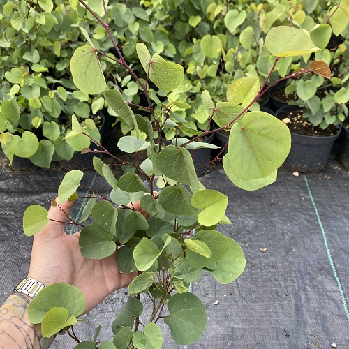 Judášovec strukovitý - zahradnici.sk