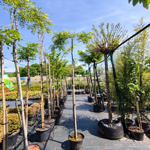 Sofora japonská ´Pendula´ - zahradnici.sk