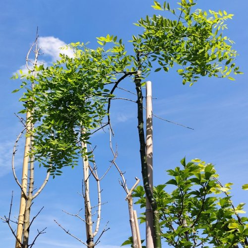 Sofora japonská ´Pendula´ - zahradnici.sk