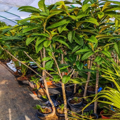 Mišpuľa japonská (Eriobotrya japonica) - zahradnici.sk