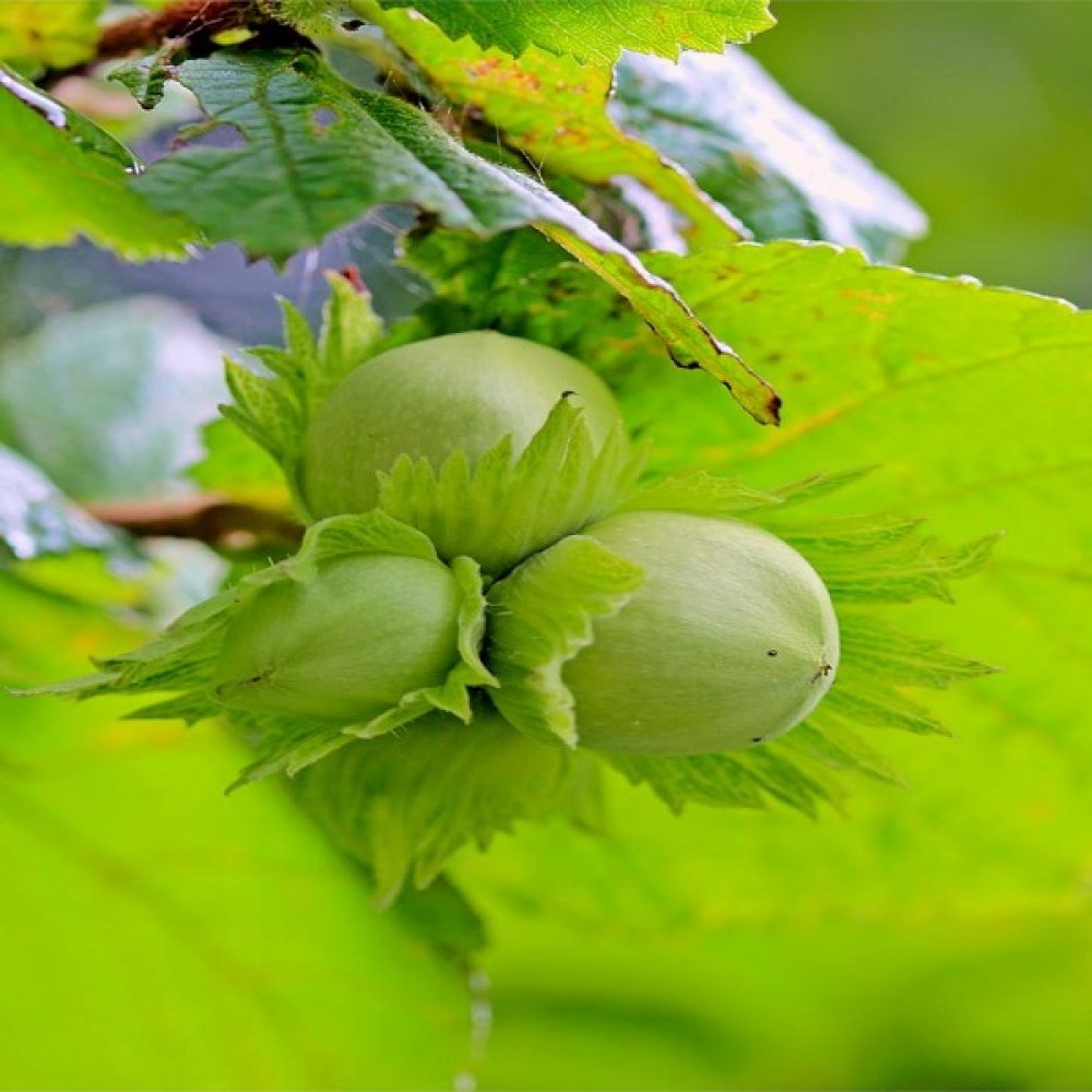 Lieska obyčajná (Corylus avellana) ´TONDA DI GIFONI´ - zahradnici.sk