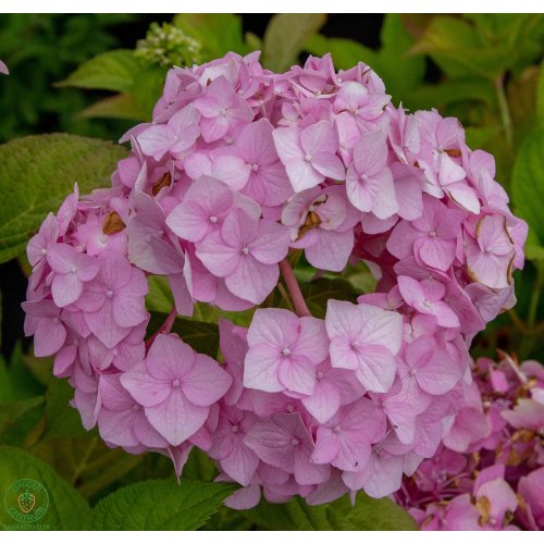 Hortenzia kalinolistá (Hydrangea macrophylla) ´OTAKSA´ - zahradnici.sk