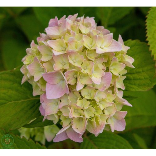 Hortenzia kalinolistá (Hydrangea macrophylla) ´OTAKSA´ - zahradnici.sk