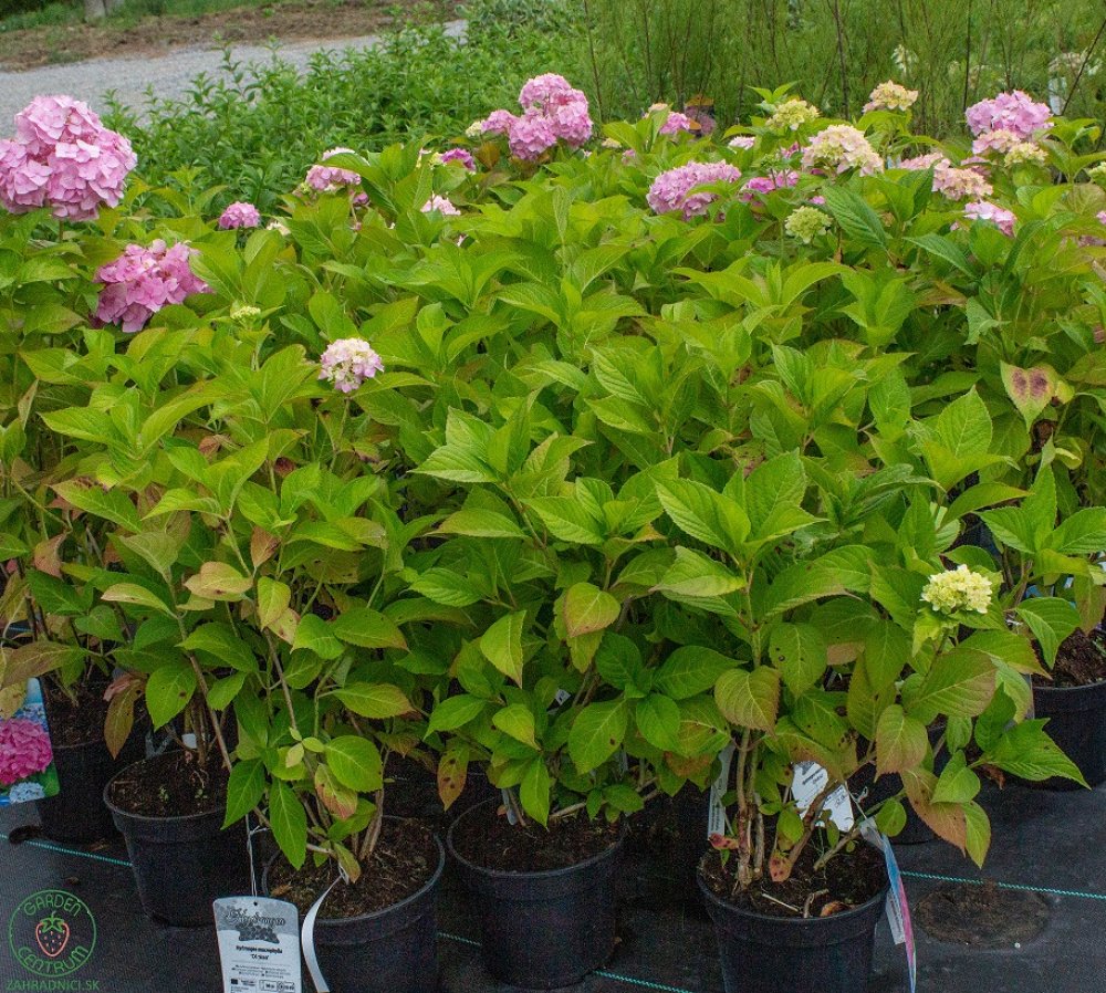 Hortenzia kalinolistá (Hydrangea macrophylla) ´OTAKSA´ - zahradnici.sk