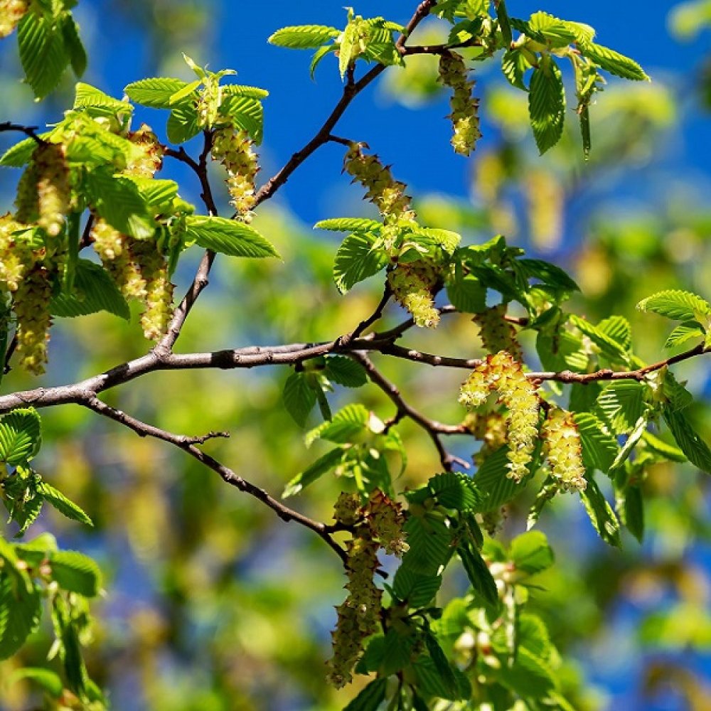 Hrab obyčajný ´PARACADUTE | 400+ cm | zahradnici.sk