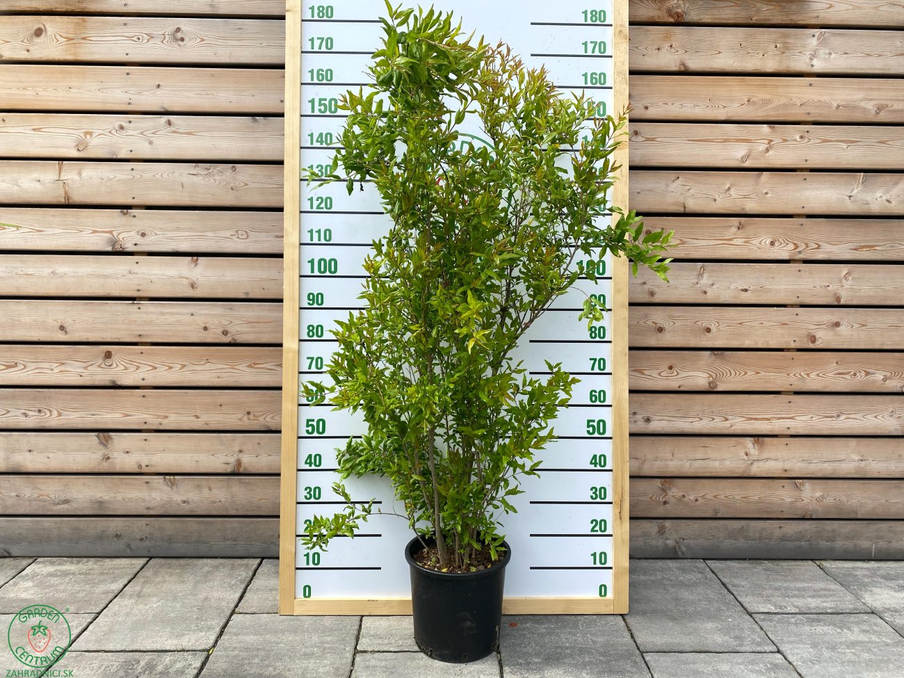 Granatovník púnsky ´EARLY RED´ |130-150 cm| zahradnici.sk