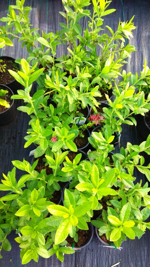 Azalka ´CHANEL´ - výška 30-50cm, kont. C2L - zahradnici.sk