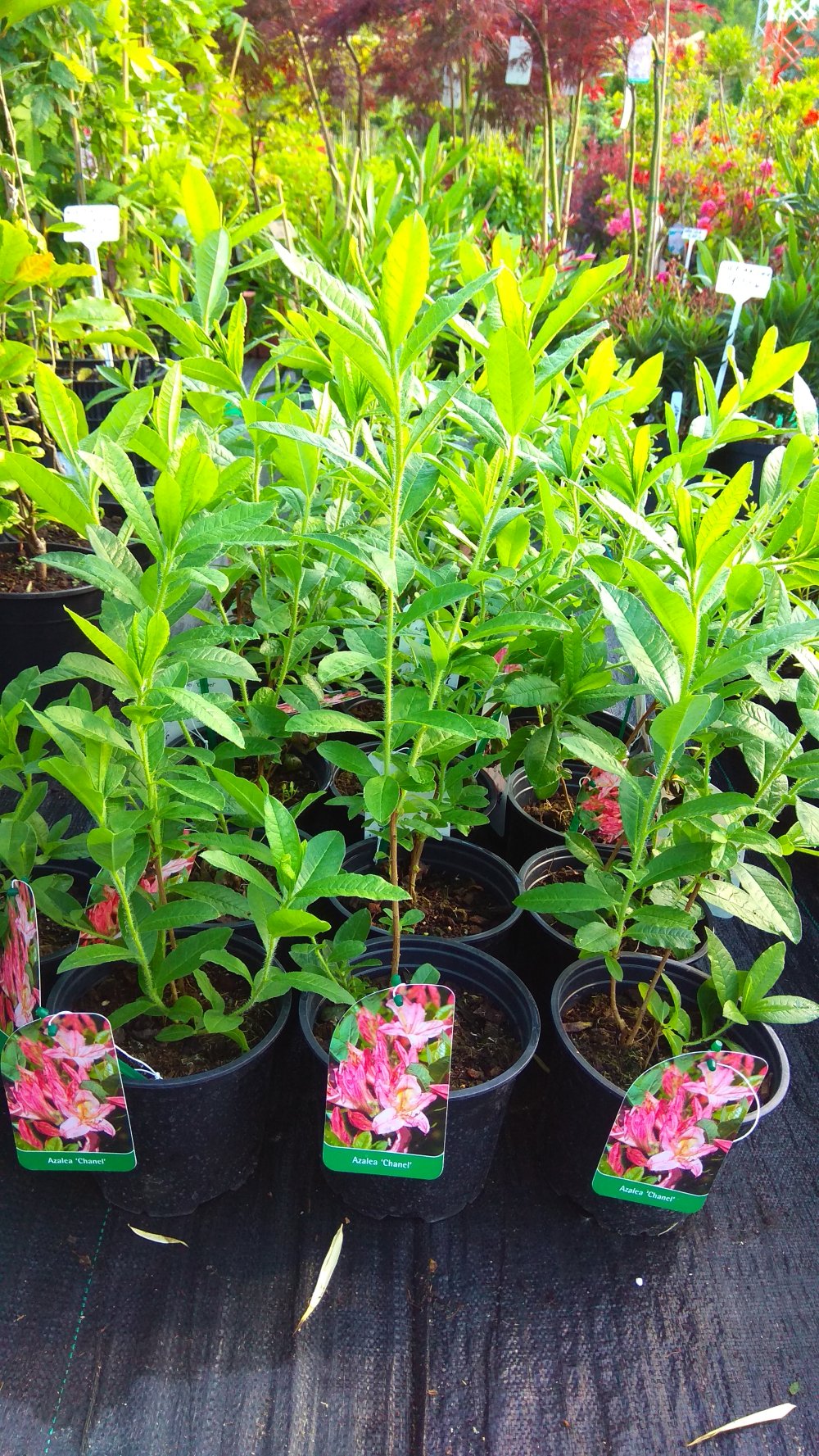 Azalka ´CHANEL´ - výška 30-50cm, kont. C2L - zahradnici.sk