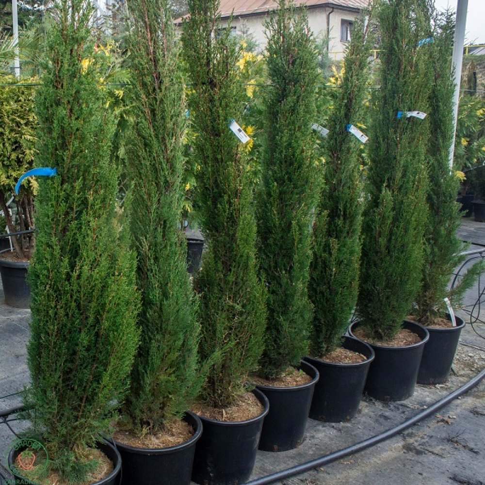 Cyprus vždyzelený (Cupressus sempervirens) ´PYRAMIDALIS´ - výška 180 ...