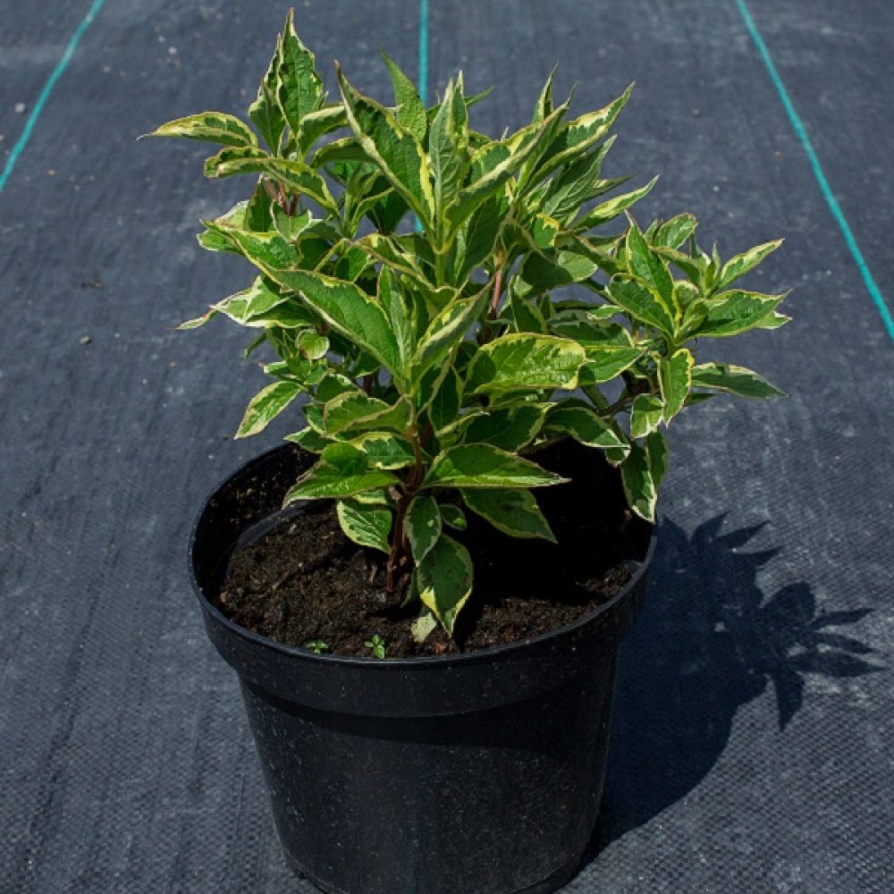 Vajgela kvetnatá ´NANA VARIEGATA´ (-34°C) - zahradnici.sk