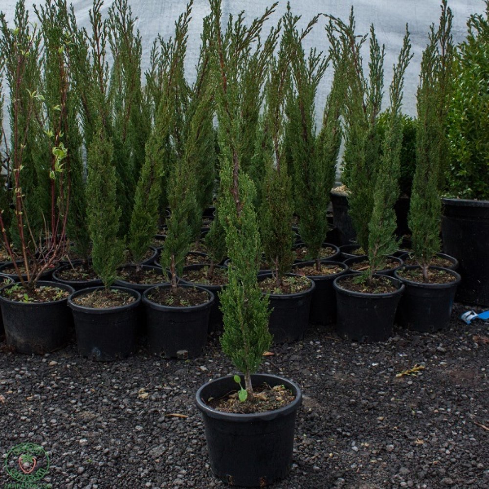 Cyprus vždyzelený ´PYRAMIDALIS´ - zahradnici.sk