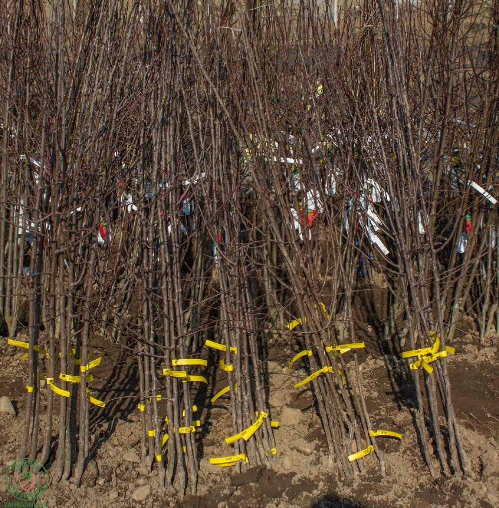 Slivka ´JOJO´ - zahradnici.sk