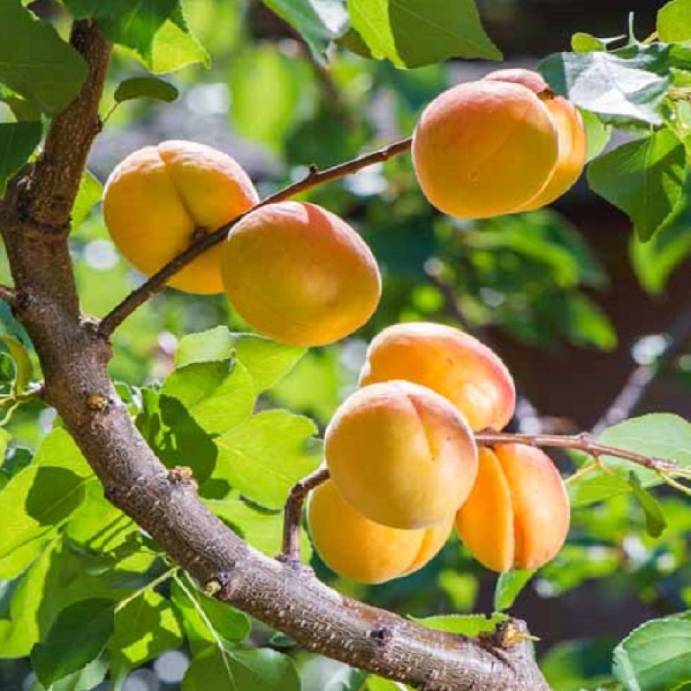 Marhuľa ´BERGERON´ - neskorá 140-160cm – voľnokorenná - zahradnici.sk