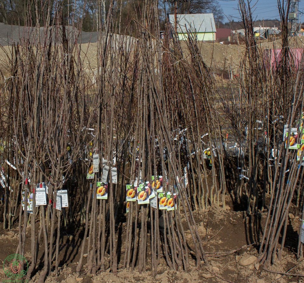 Slivka ´Bystrická muškátová´ | 180-210cm | zahradnici.sk