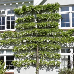 Stĺpovité ovocné stromy | zahradnici.sk