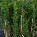 Cyprus vždyzelený (Cupressus sempervirens) - zahradnici.sk