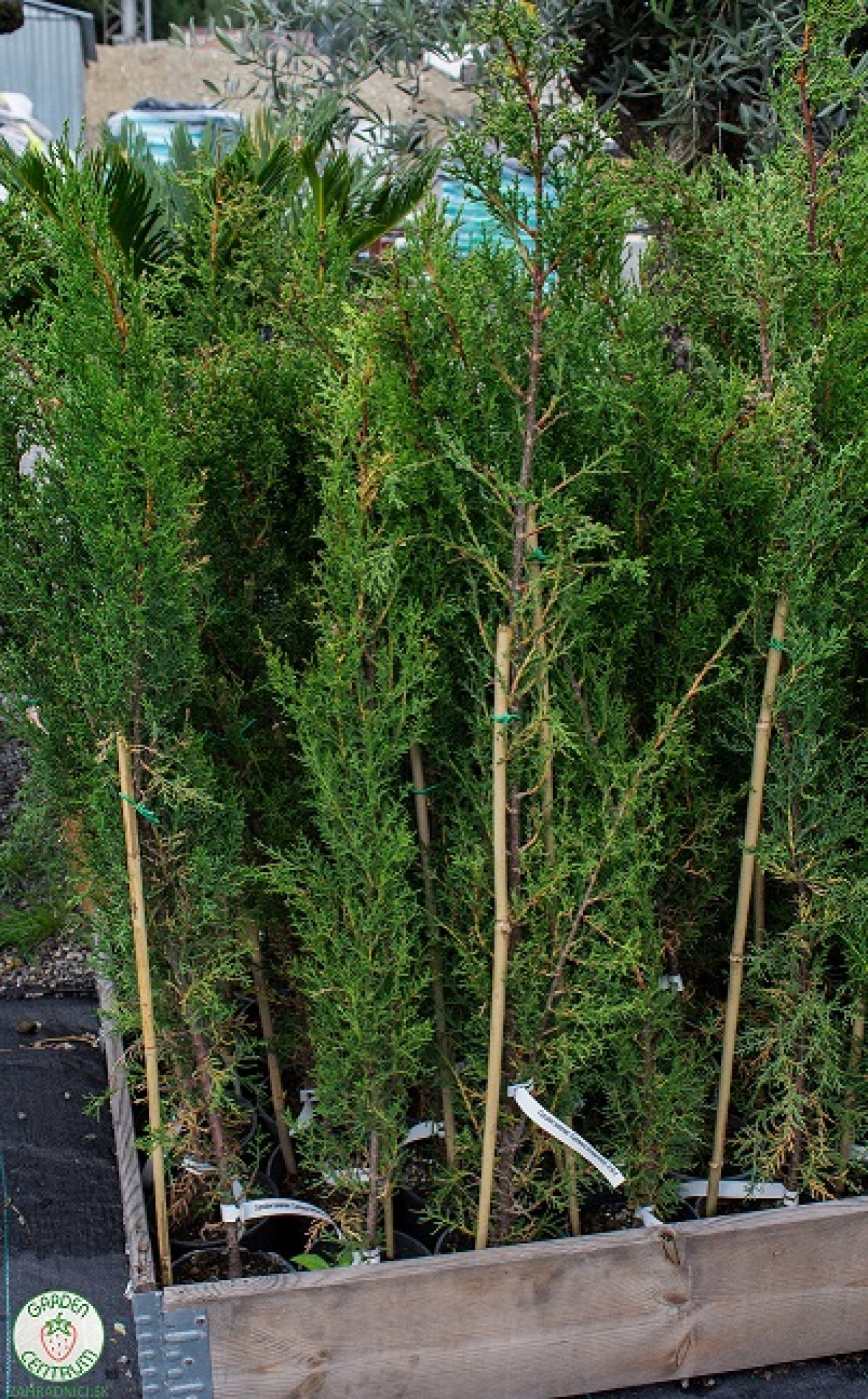 Cyprus vždyzelený (Cupressus sempervirens) - zahradnici.sk