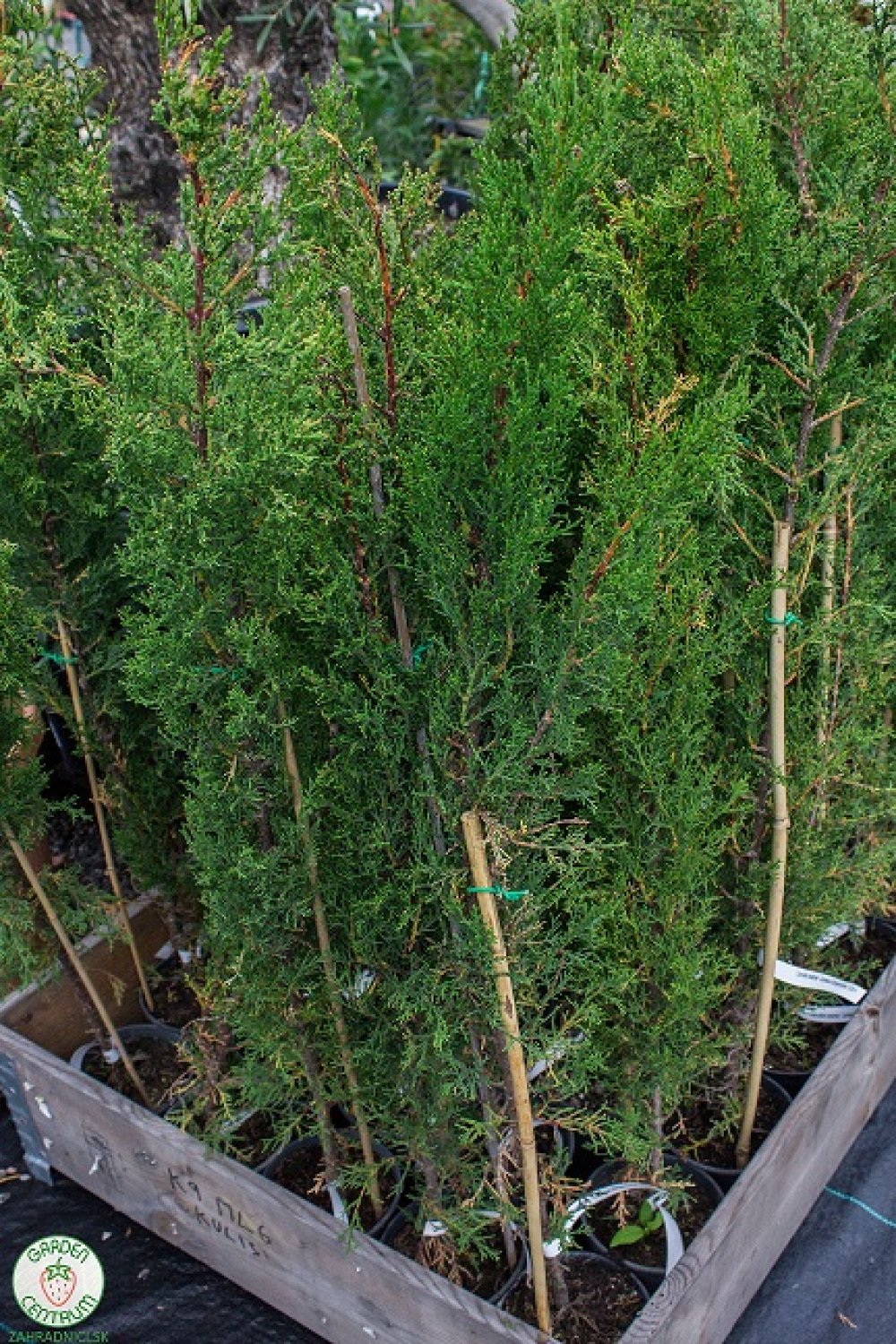 Cyprus vždyzelený (Cupressus sempervirens) - zahradnici.sk