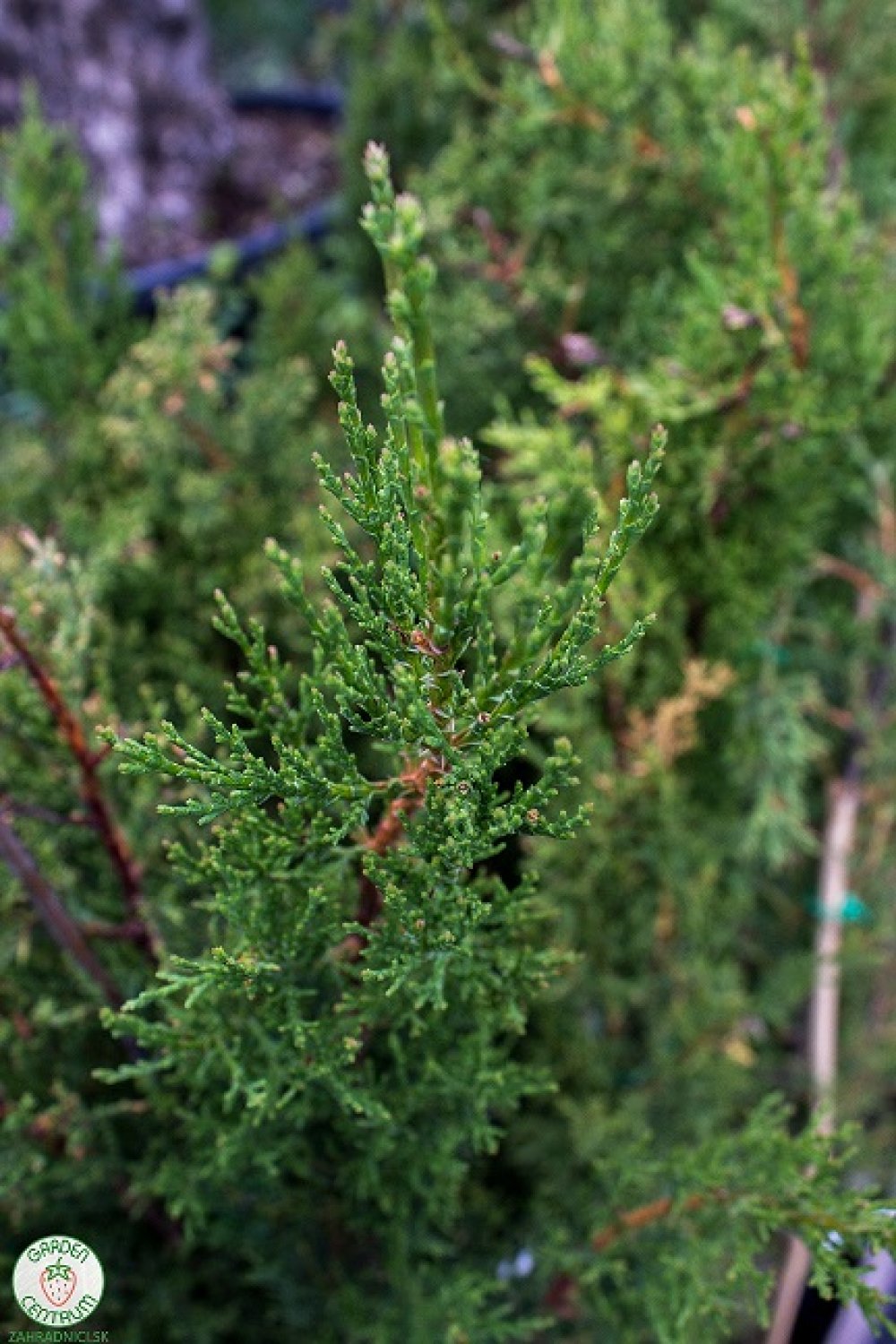 Cyprus vždyzelený (Cupressus sempervirens) - zahradnici.sk