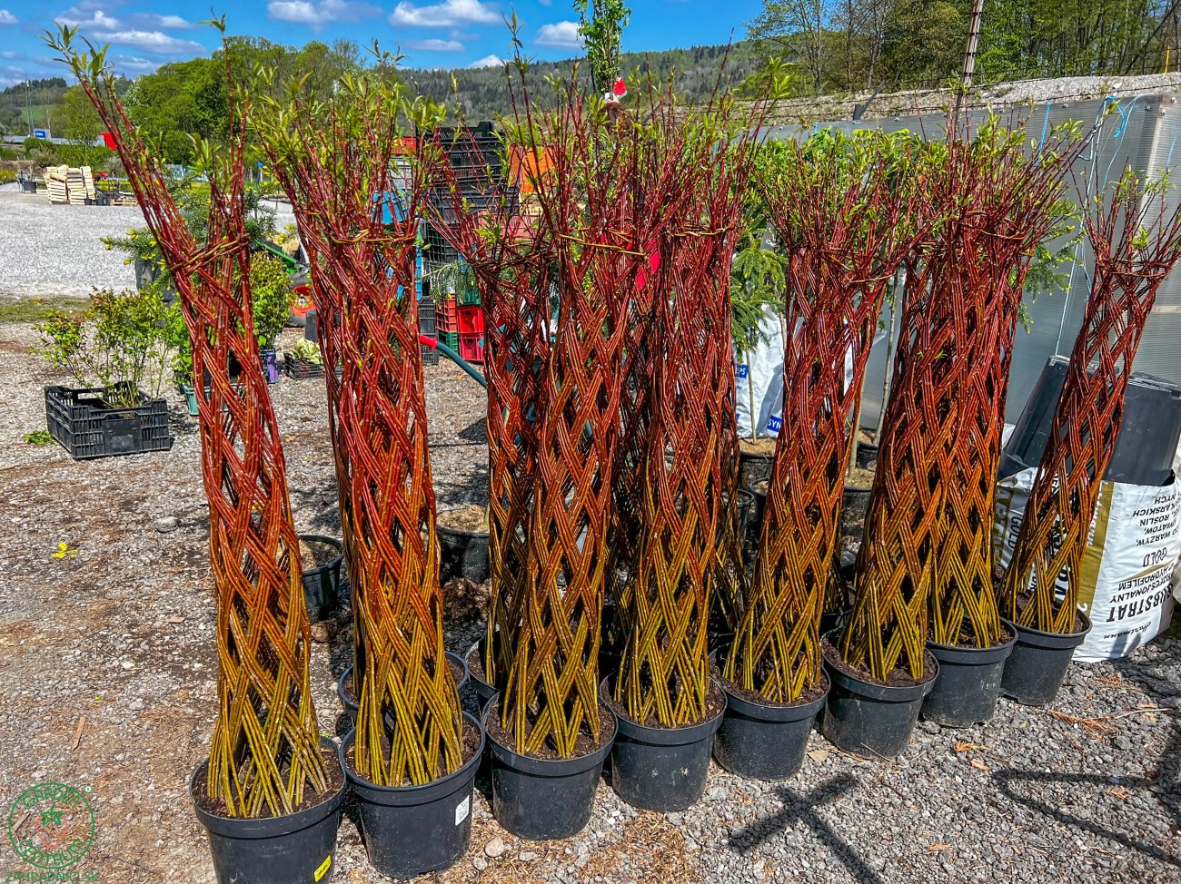 Pletená vŕba americká| 100-120 cm| zahradnici.sk