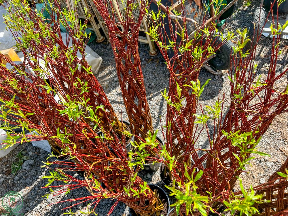 Pletená vŕba americká| 100-120 cm| zahradnici.sk