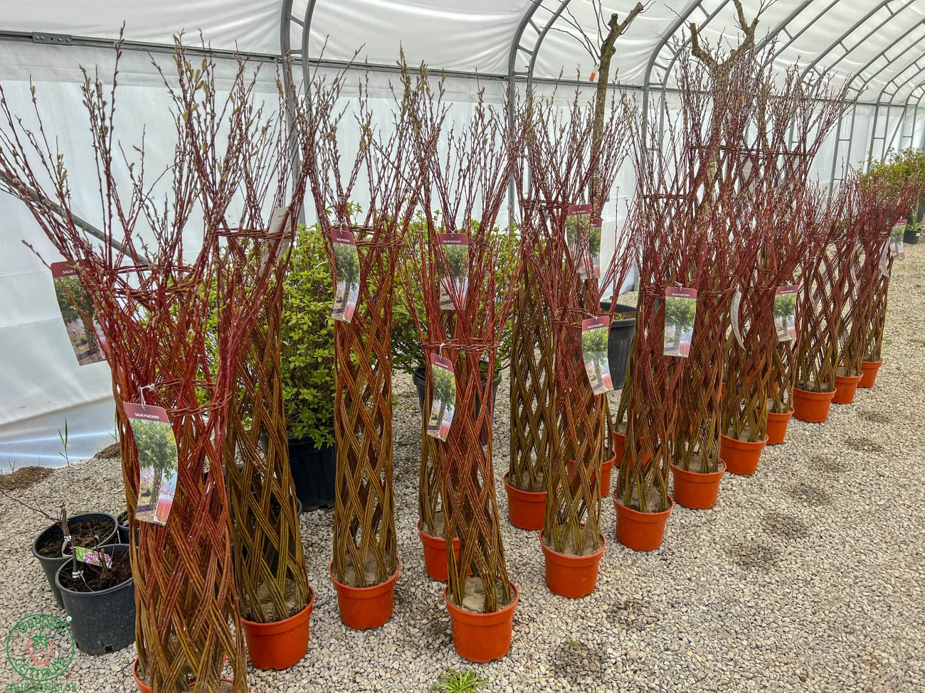 Pletená vŕba americká| 100-120 cm| zahradnici.sk