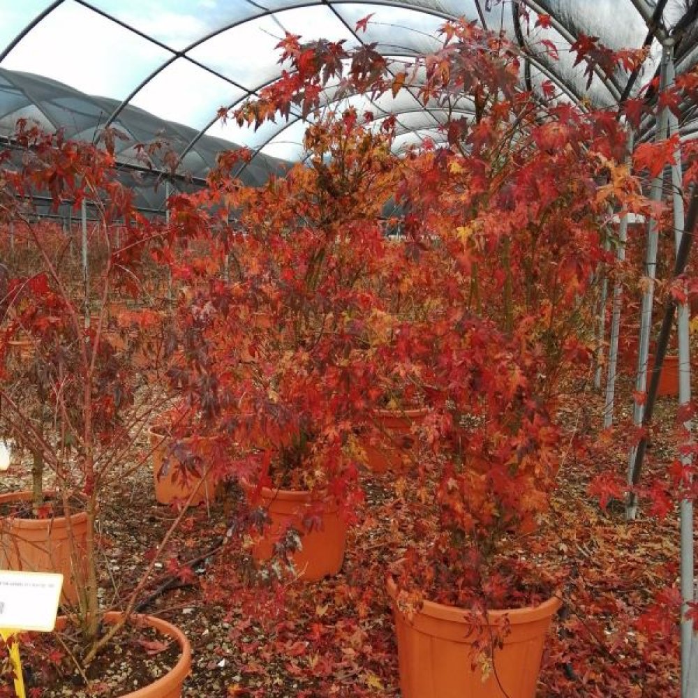 Javor dlaňolistý ( Acer palmatum ) ´ATROPURPUREUM´ - EXEMPLÁR ...