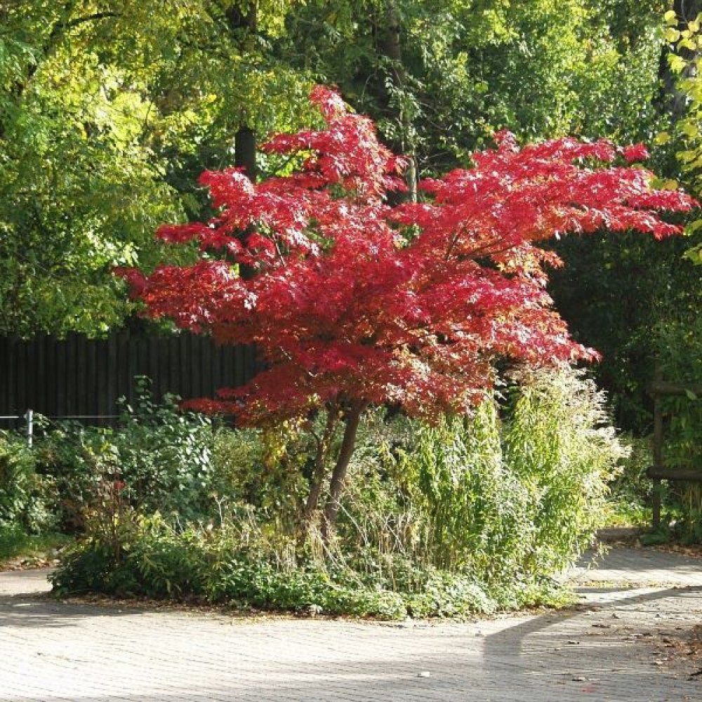 Javor dlaňolistý ( Acer palmatum ) ´ATROPURPUREUM´ - EXEMPLÁR ...