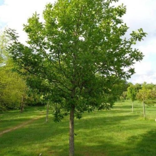 Javor poľný (Acer Campestre) - zahradnici.sk