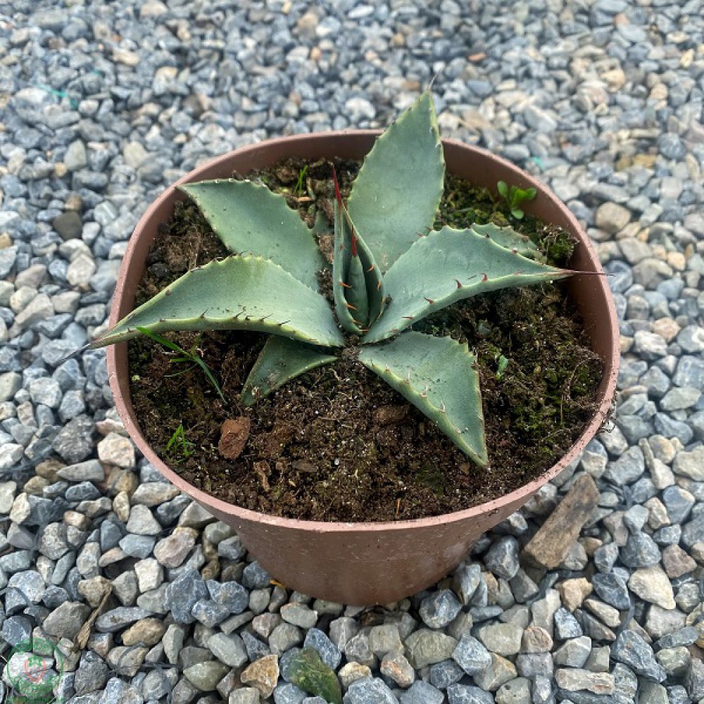 Agáve ´PALMERI´ (-12° C) - zahradnici.sk