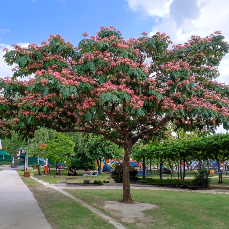 Albízia ružová | 120-150 cm | zahradnici.sk