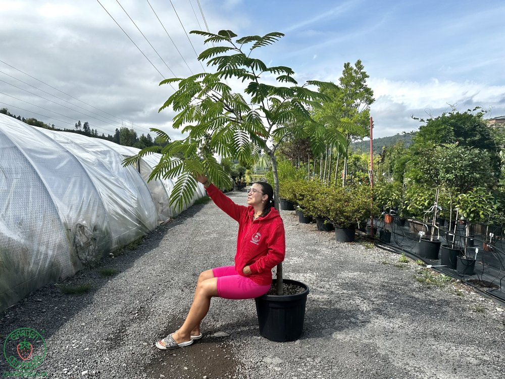 Albízia ružová (Albizia Julibrissin) | 200-210 cm | zahradnici.sk