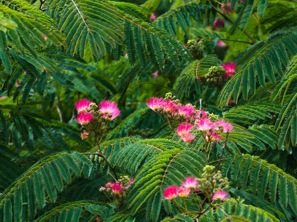 Albízia ružová ´OMBRELLA´ | 400-430 cm | zahradnici.sk