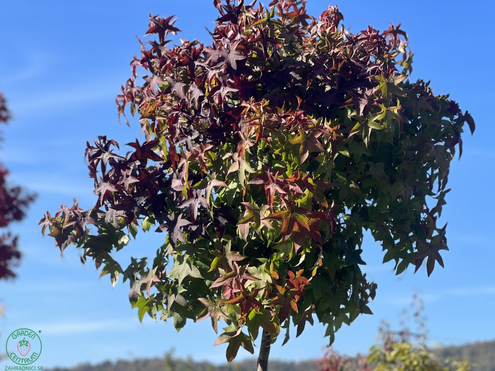 Ambrovník styraxový (Liquidambar styraciflua) ´GUMBALL´ - zahradnici.sk