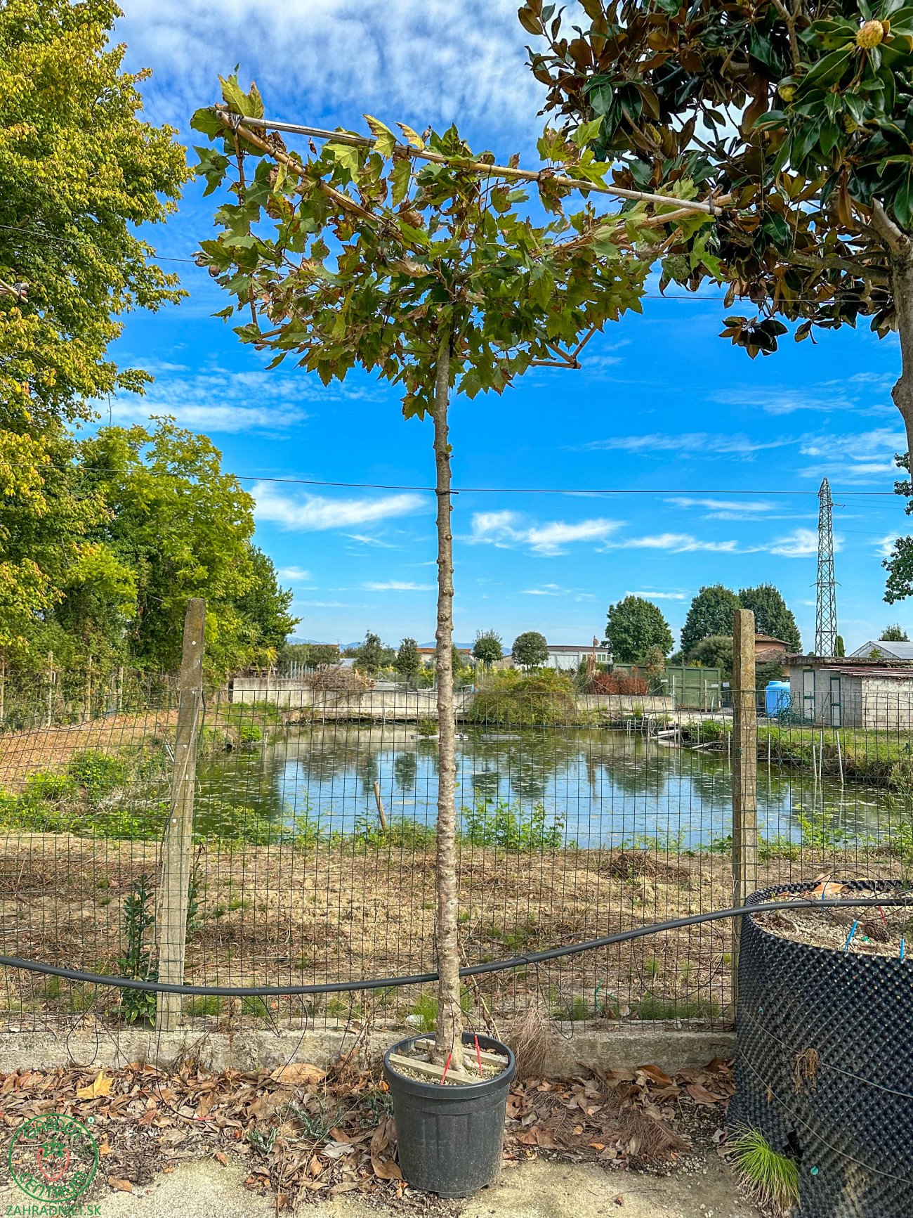 Platan východný | 250 cm | zahradnici.sk