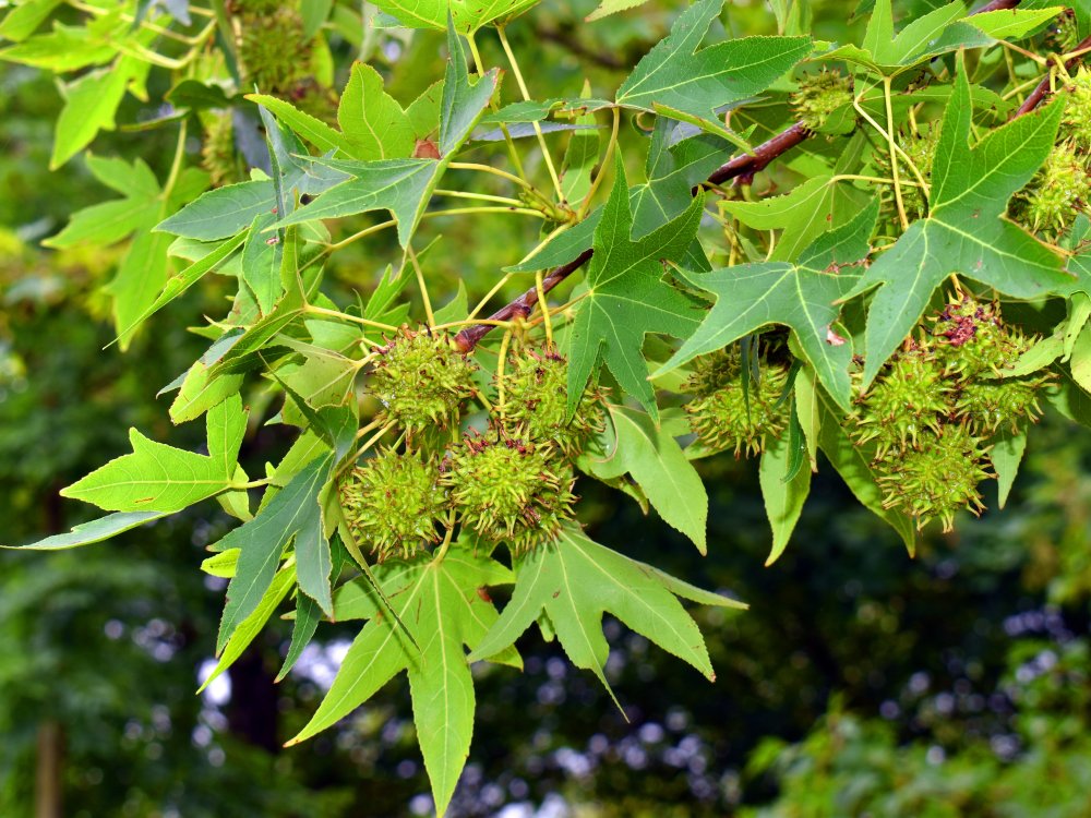 Ambrovník styraxový - STRECHA | 230 cm | zahradnici.sk