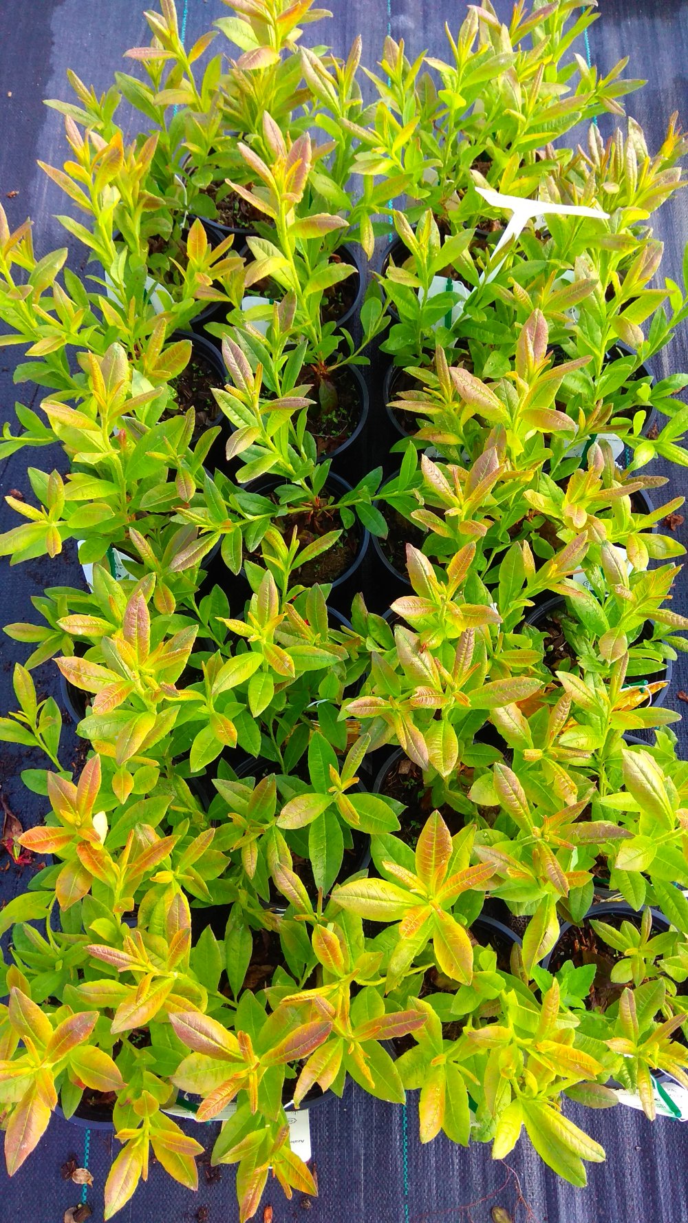 Azalka veľkokvetá ´ANNEKE´| 30-60 cm| zahradnici.sk