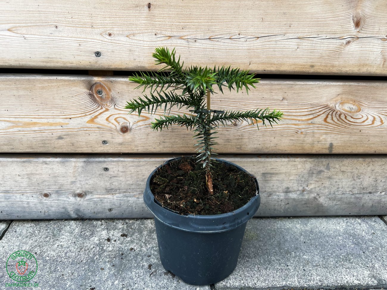 Araukária andská| 20-25 cm| zahradnici.sk