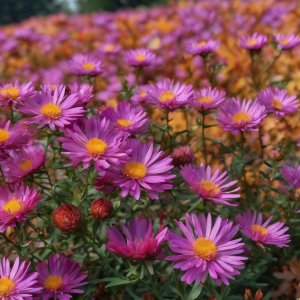 Trvalky | zahradnici.sk