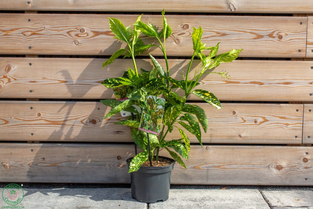 Aukuba japonská ´CROTONIFOLIA GOLD´| 30-40 cm| zahradnici.sk