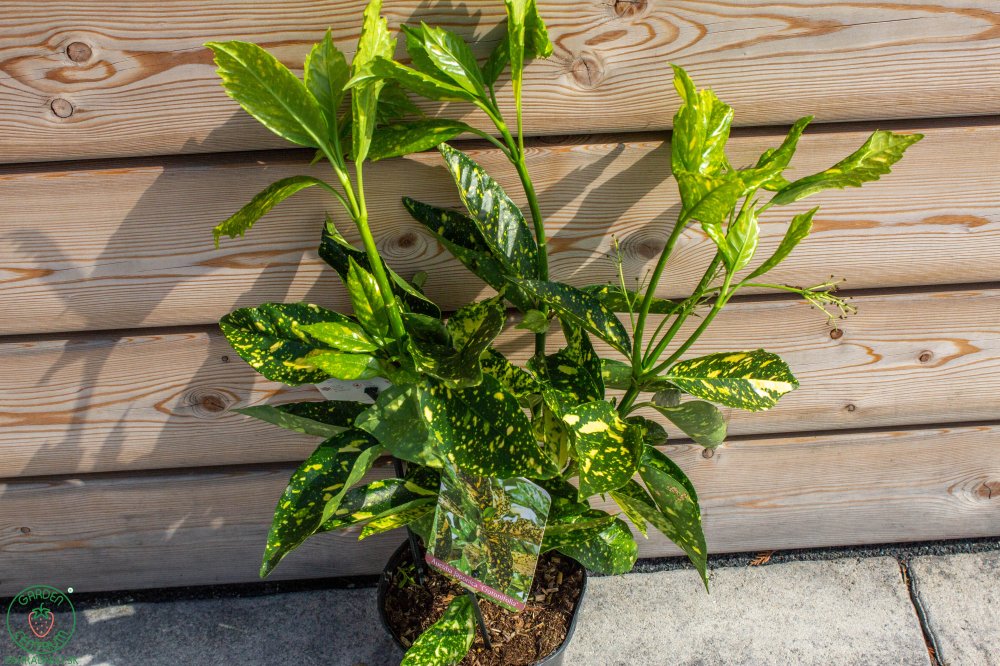 Aukuba japonská ´CROTONIFOLIA GOLD´| 30-40 cm| zahradnici.sk