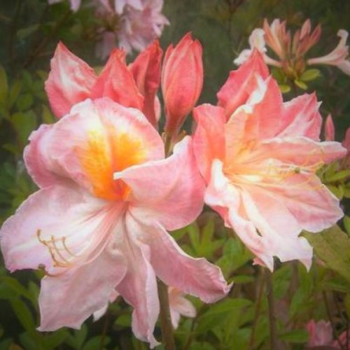 Azalka ´CHANEL´ - výška 30-50cm, kont. C2L - zahradnici.sk